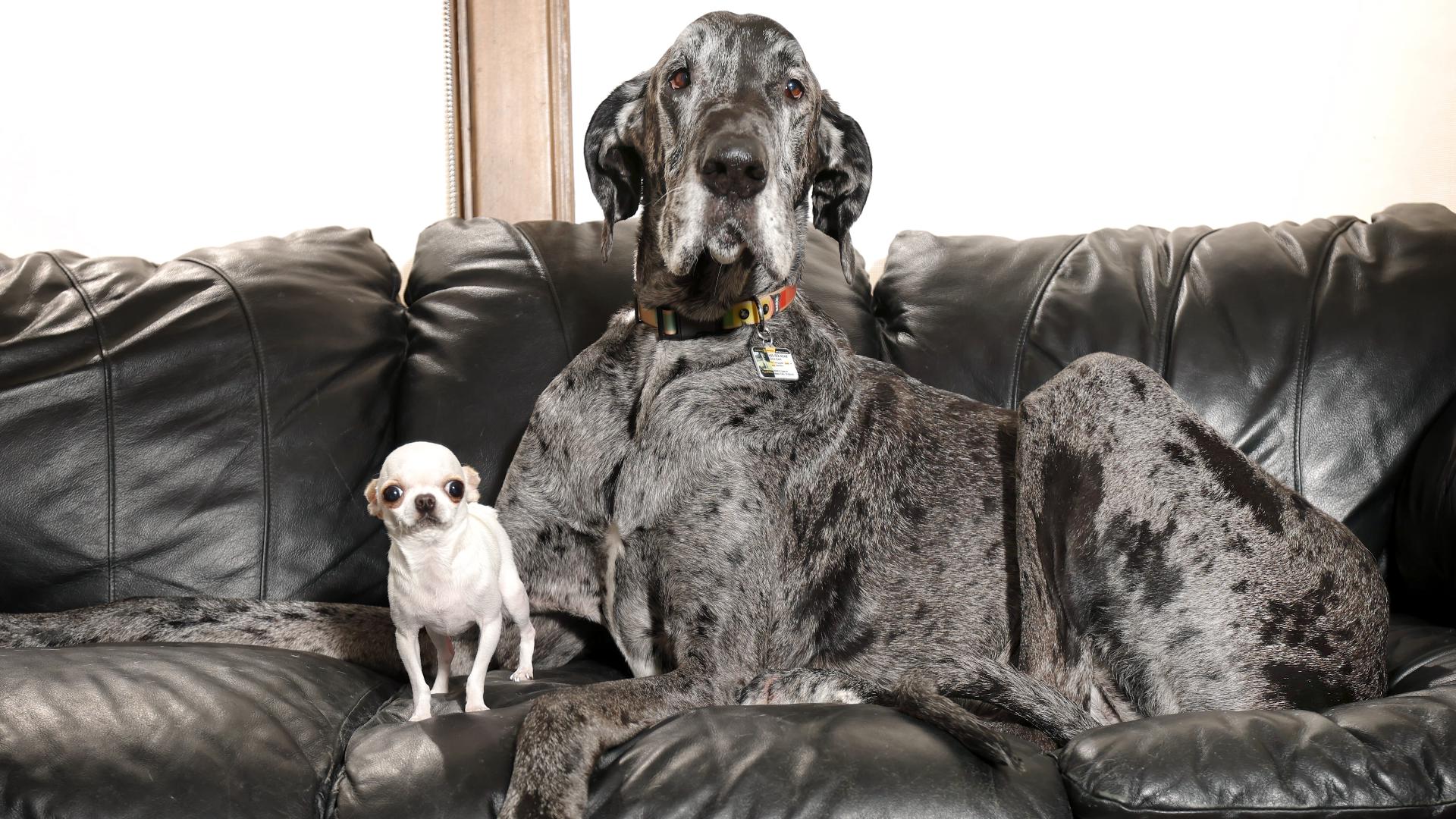 WATCH: World's tallest, smallest dogs meet for 'pawfect' playdate ...