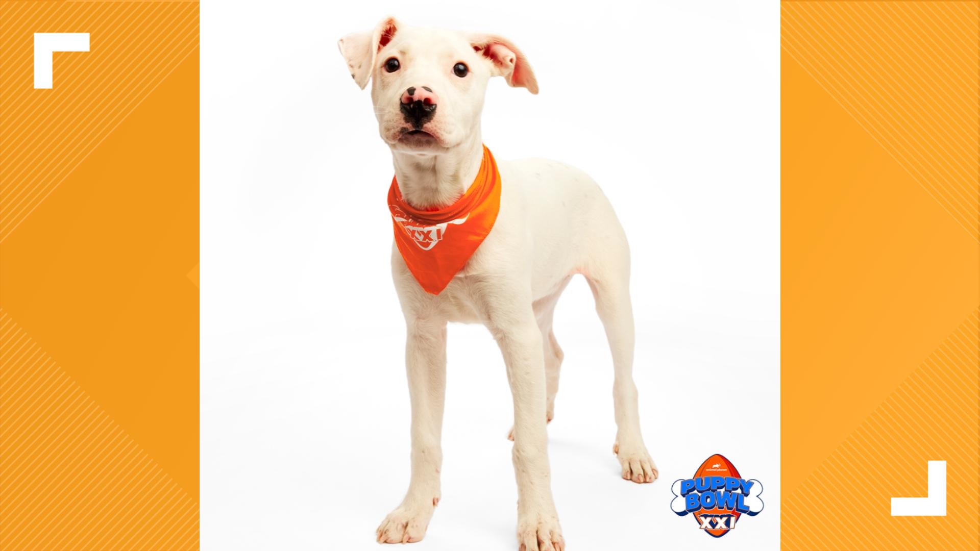 Puppy Bowl 2025 lineup: See photos of the adorable pups; how to watch ...