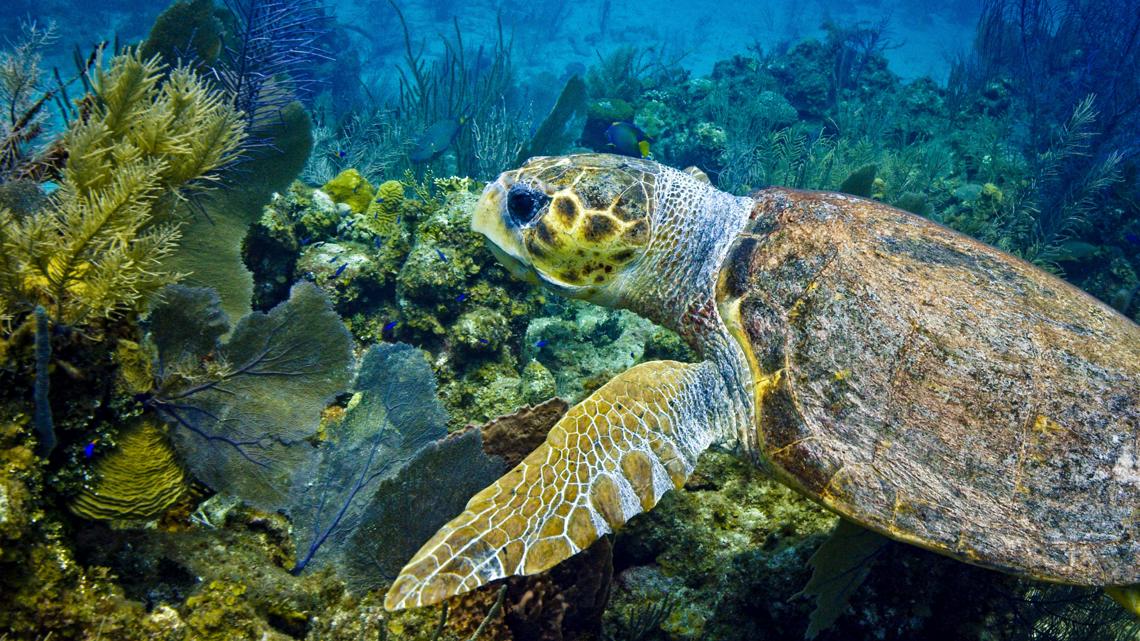 Endangered sea turtles show global recovery signs | 9news.com