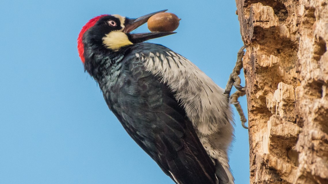 Woodpecker stashes 700 pounds of acorns in California home | 9news.com