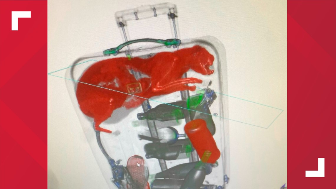 TSA worker finds cat in suitcase at JFK airport | 9news.com