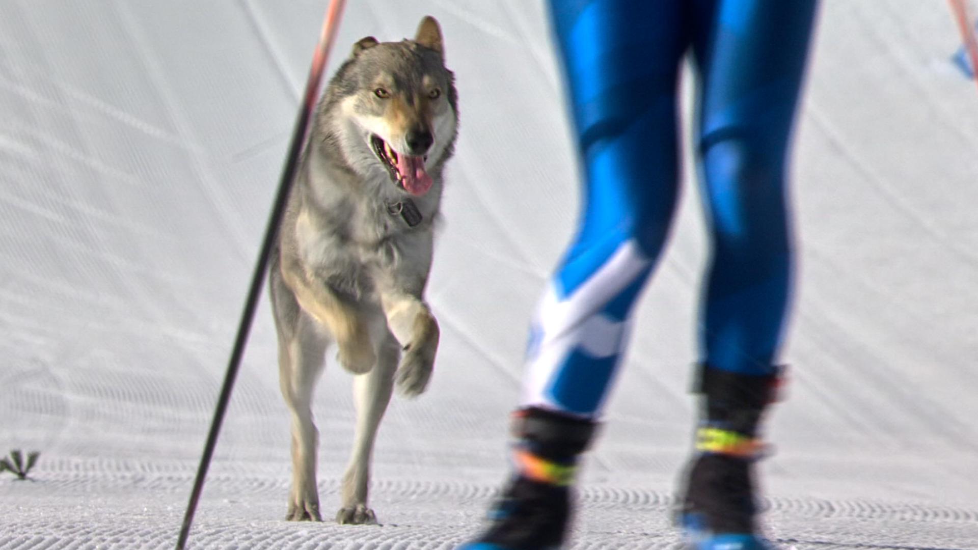 WATCH: Dog crashes cross-country skiing course at Winter Olympics ...