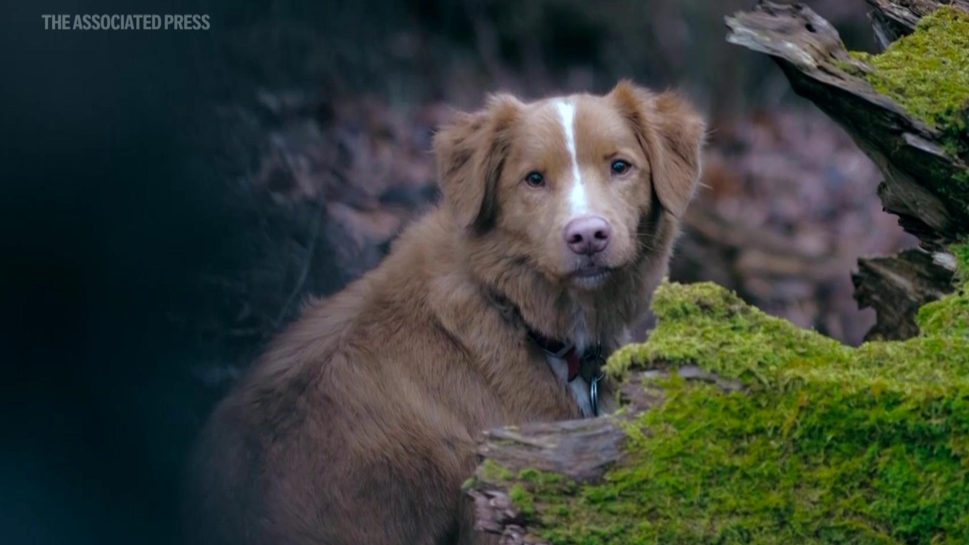 Meet the breakout canine star of horror movie 'Good Boy' | 9news.com