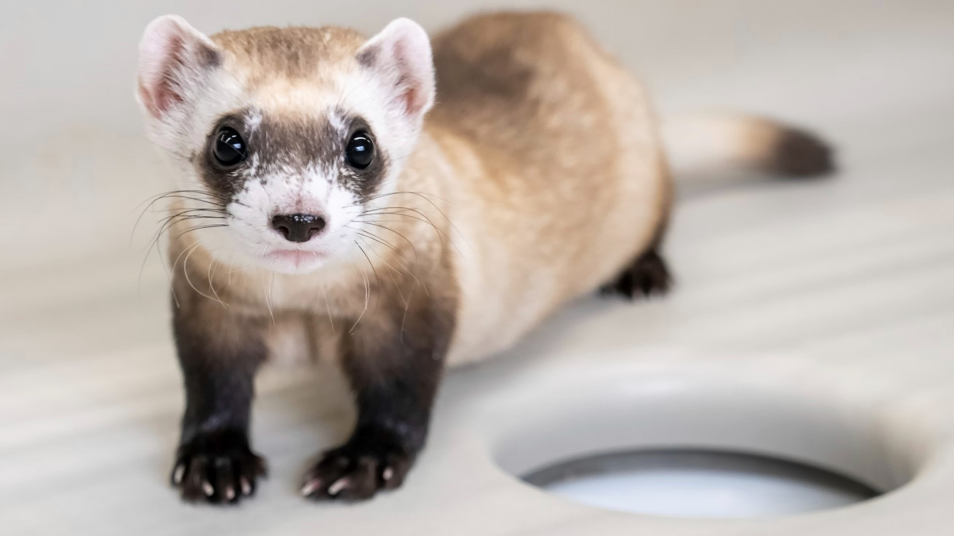 Two more black-footed ferrets cloned from genes of 1980s critter ...