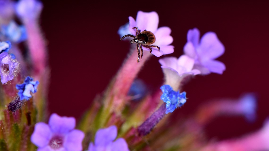 Study: Ticks can use static electricity to land on people, pets | 9news.com