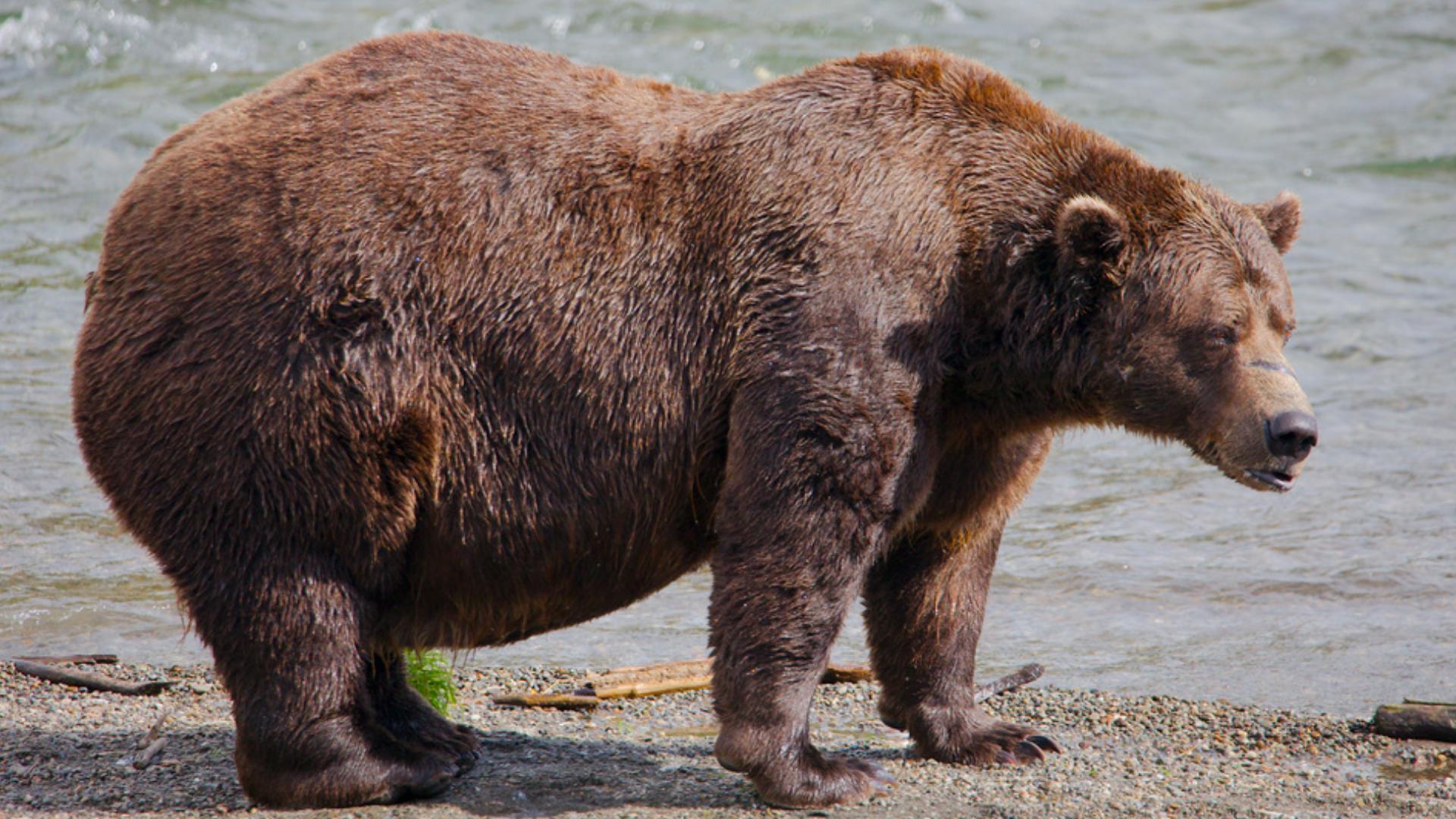 32 Chunk wins 2025 Fat Bear Week with record votes | 9news.com