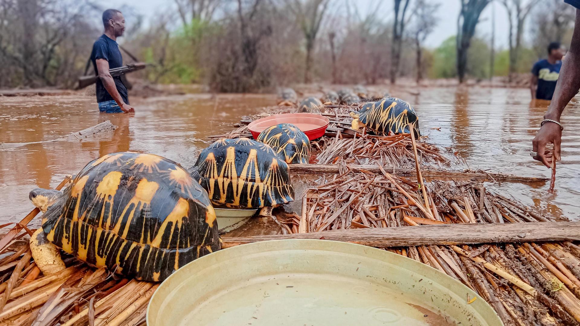 Madagascar community rescues endangered tortoises after sanctuary was ...