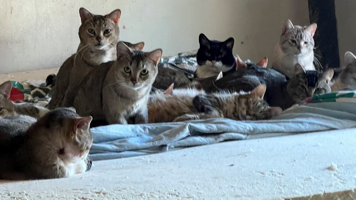 Dozens of cats found inside foreclosed Michigan home | 9news.com