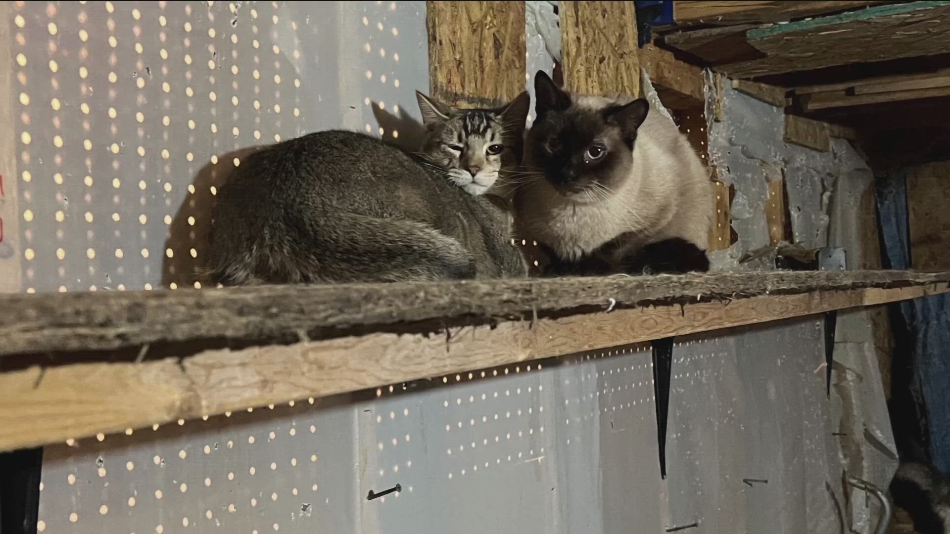 Dozens of cats found inside foreclosed Michigan home | 9news.com