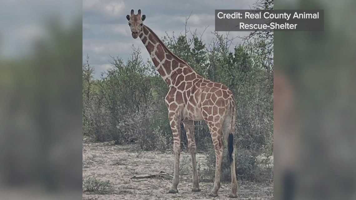 Missing giraffe found after days-long search | 9news.com