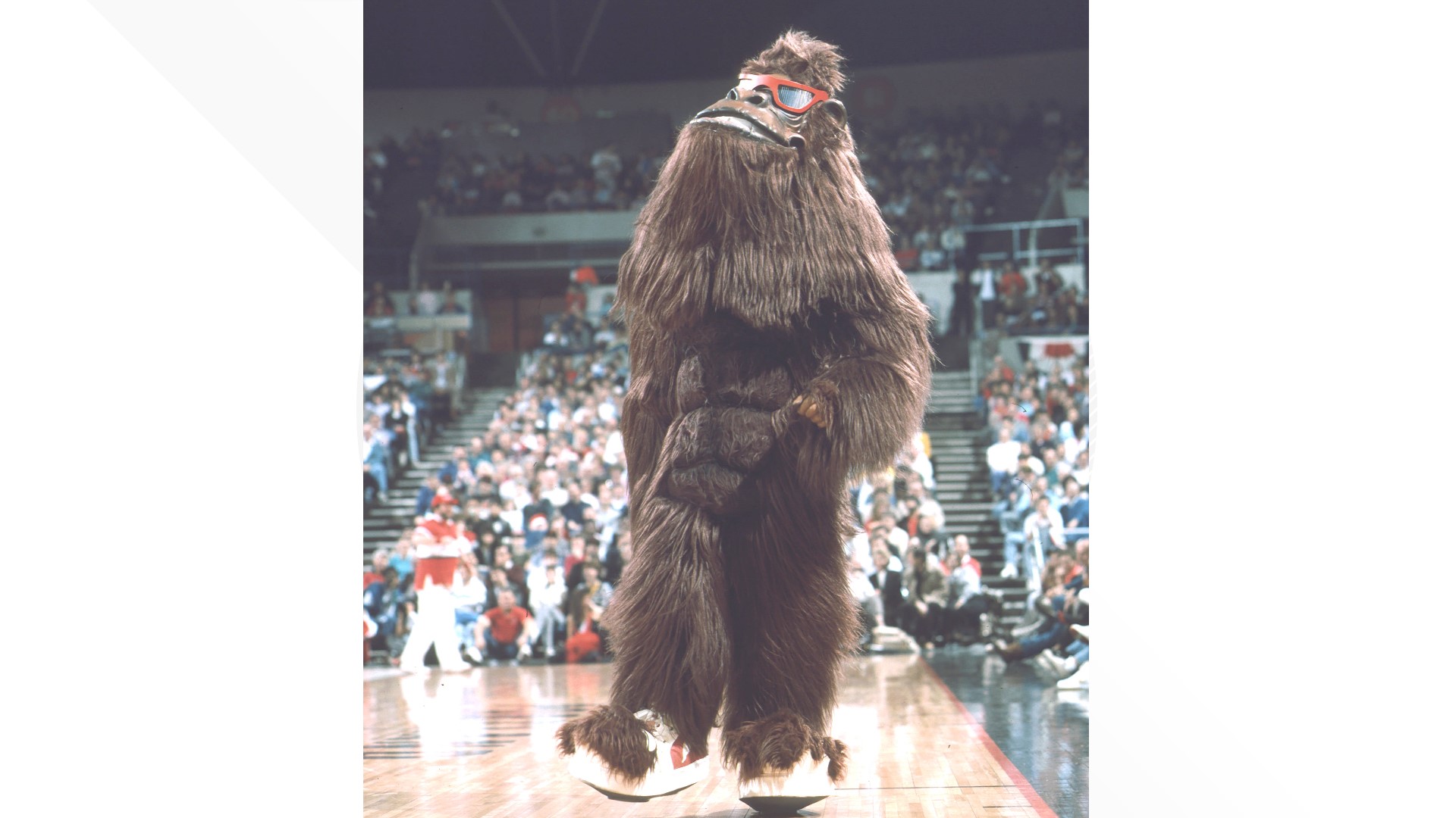 Trail Blazers unveil new Bigfoot mascot Douglas Fur | 9news.com