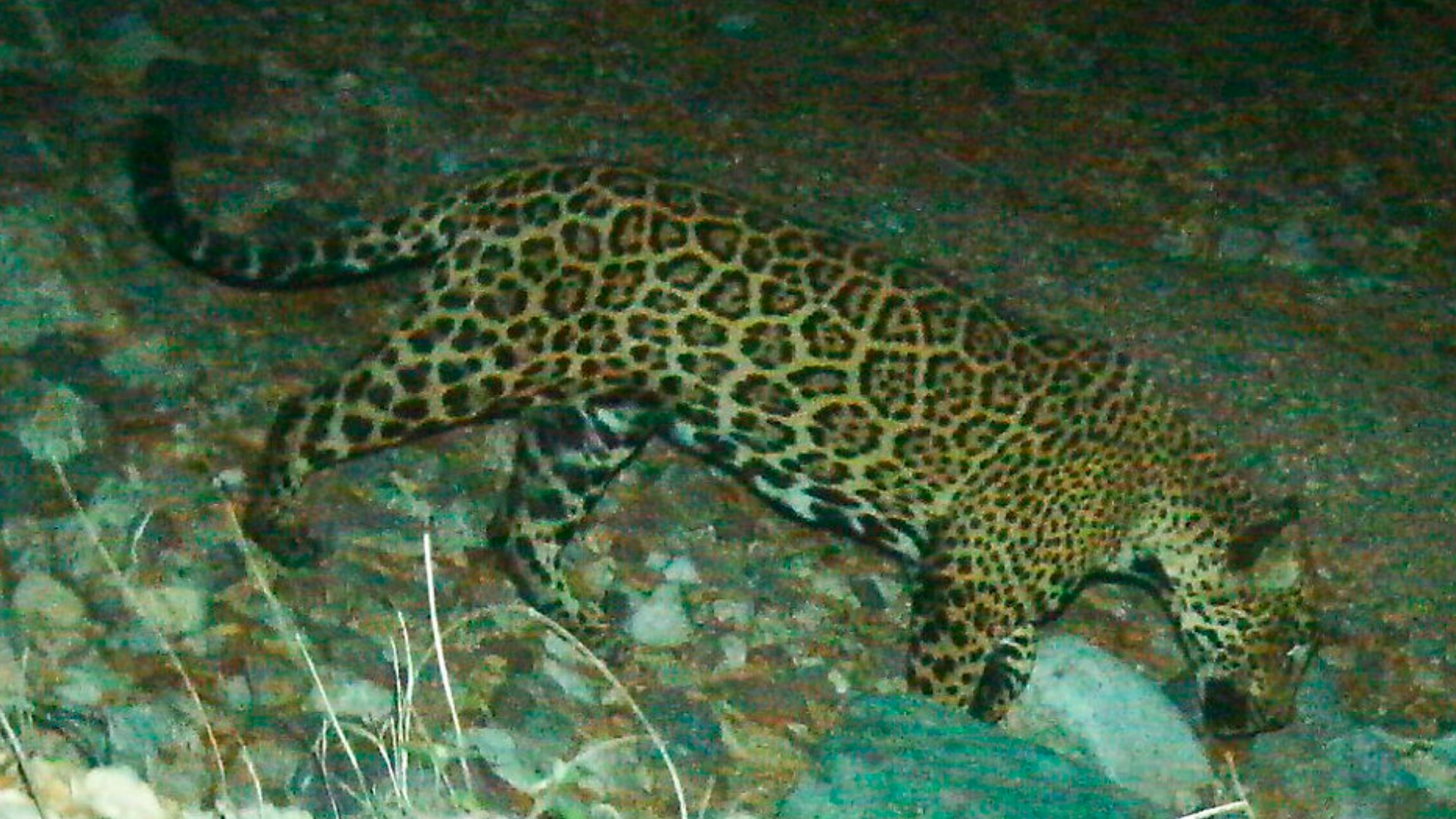 'El Jefe' the jaguar photographed in Mexico | 9news.com