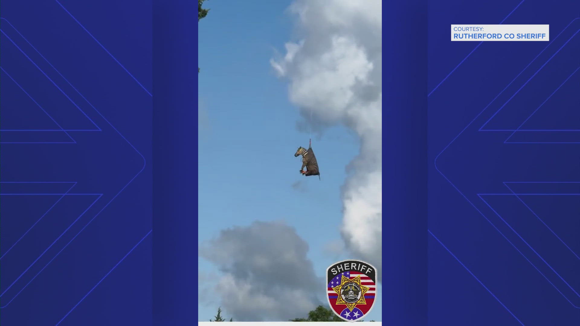 Zebra Ed returned safely after Tennessee escape | 9news.com