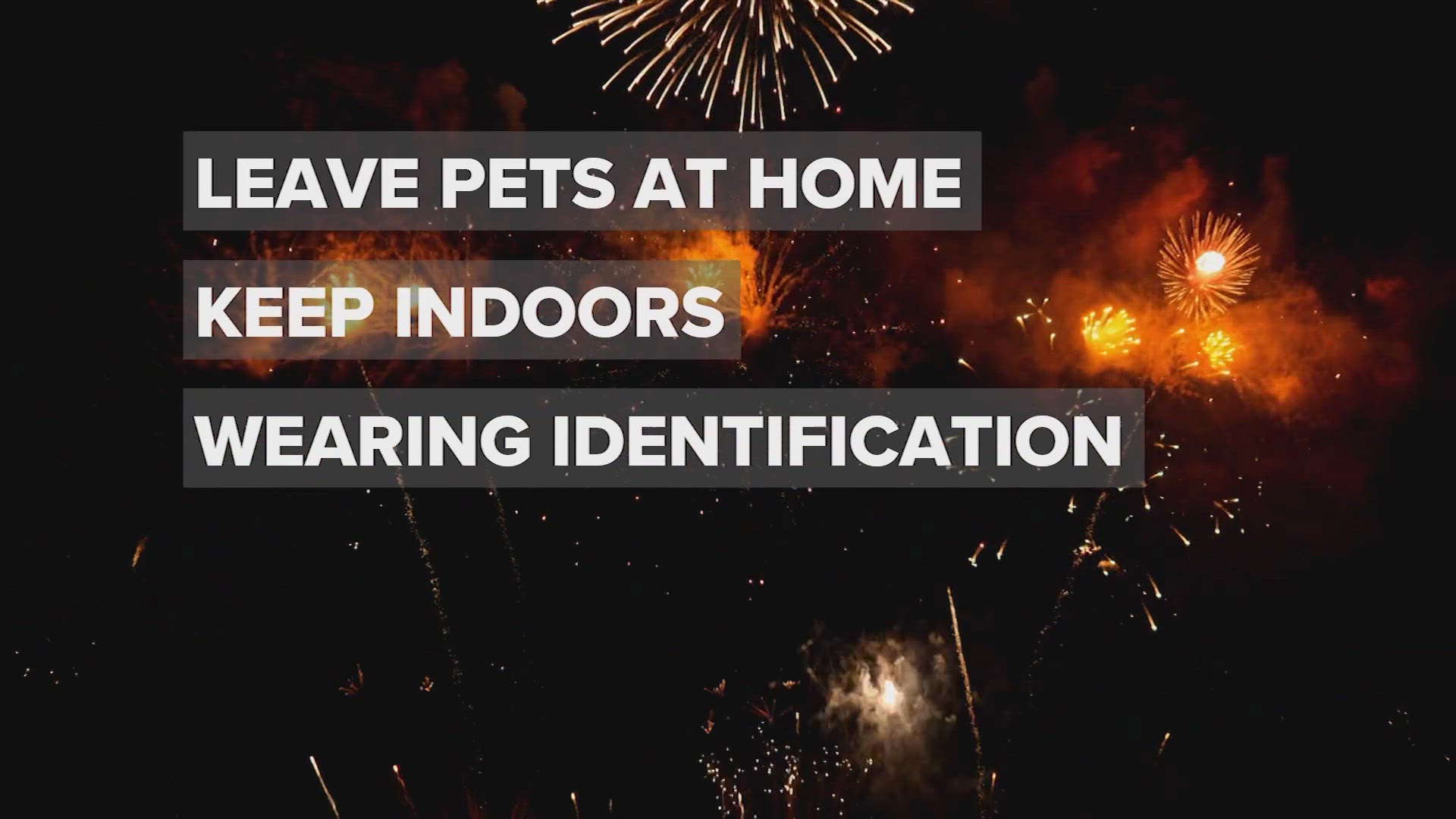 Pets and fireworks: How to keep your pets calm during Fourth of July ...