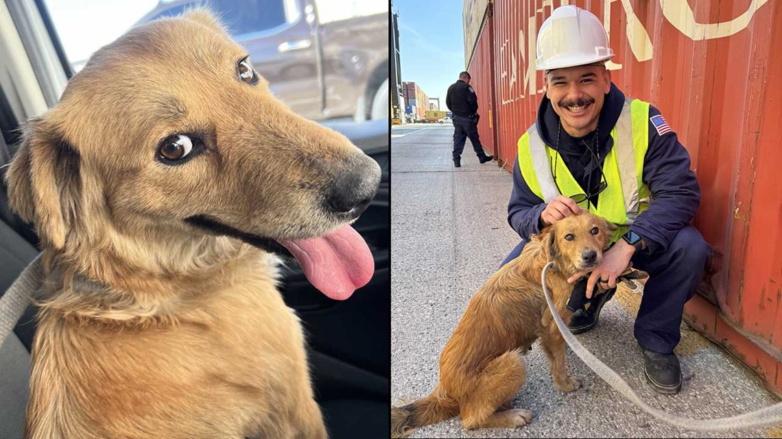 Connie the Container Dog and puppies adopted | 9news.com