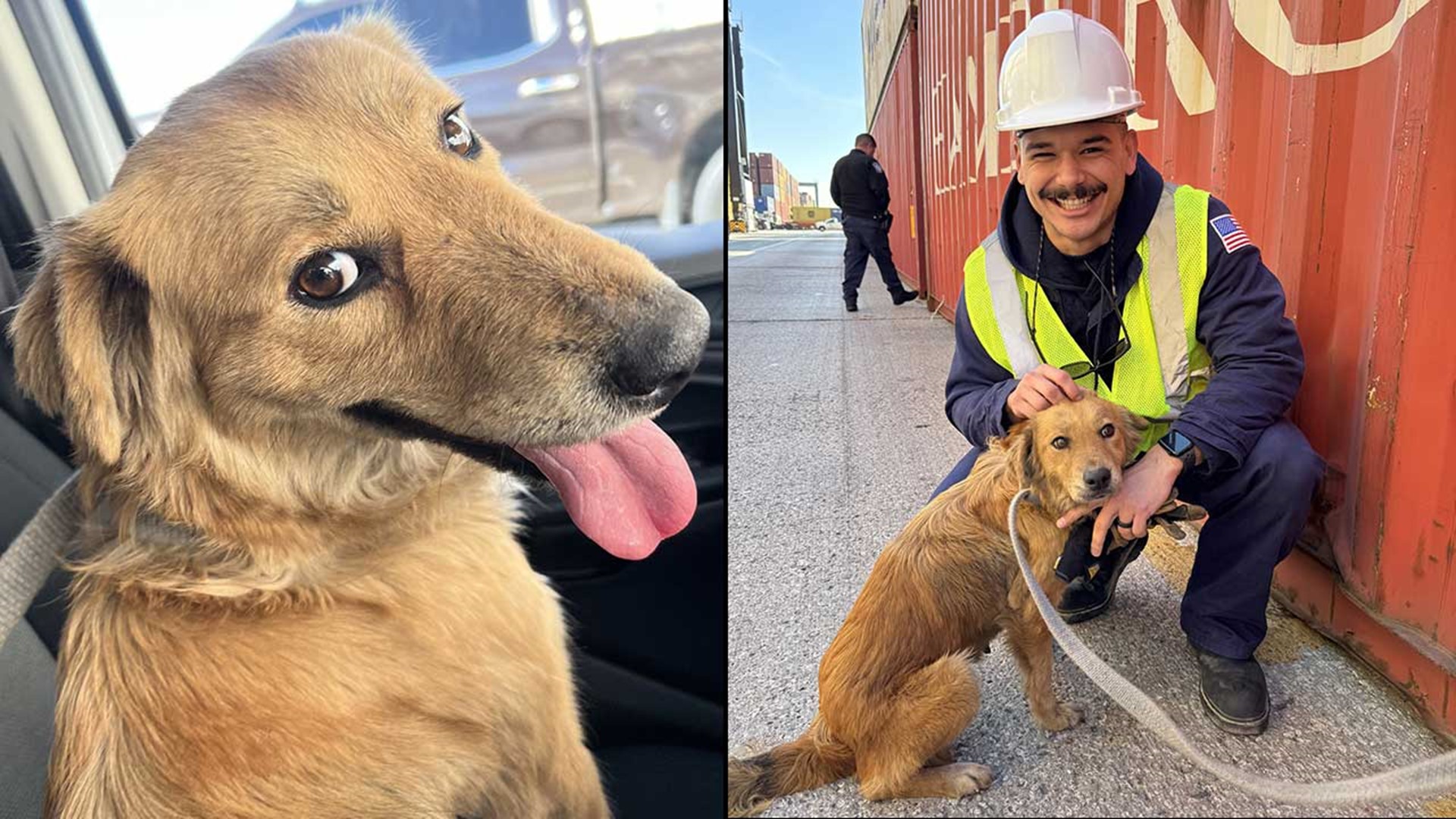 Connie the Container Dog and puppies adopted | 9news.com