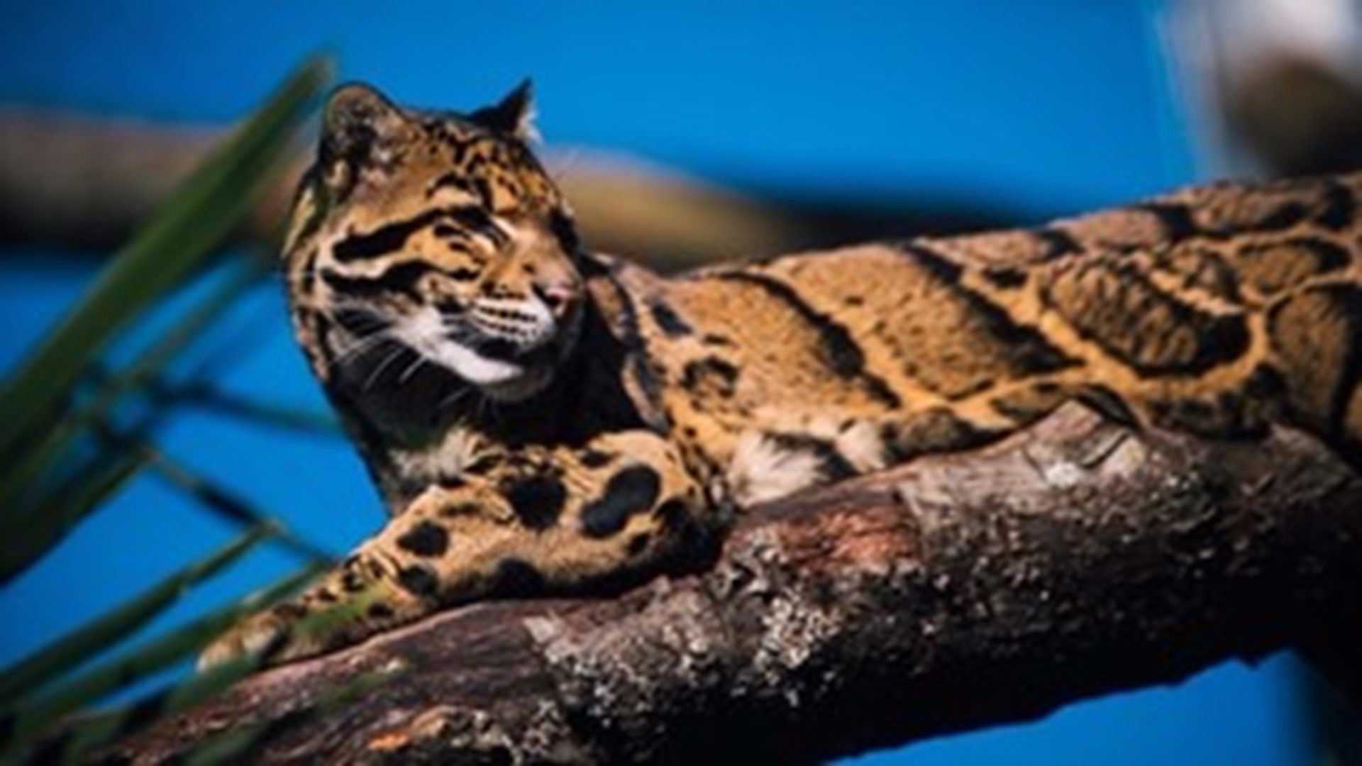 3 endangered clouded leopards born at Point Defiance Zoo | 9news.com