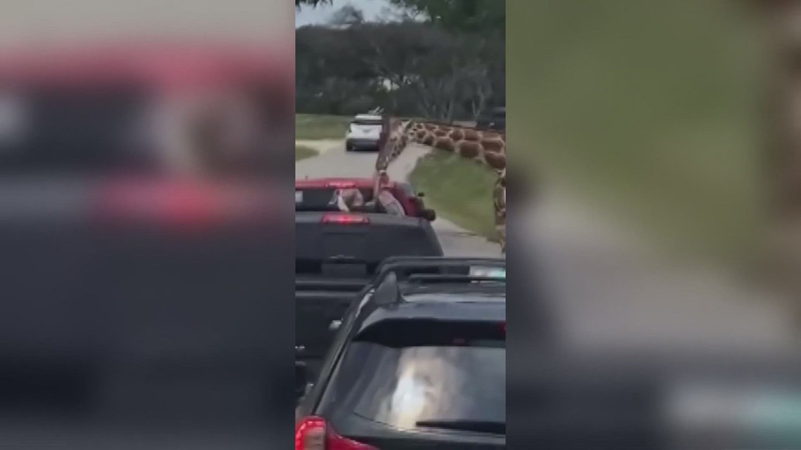 Video goes viral of giraffe lifting Texas toddler during safari | 9news.com