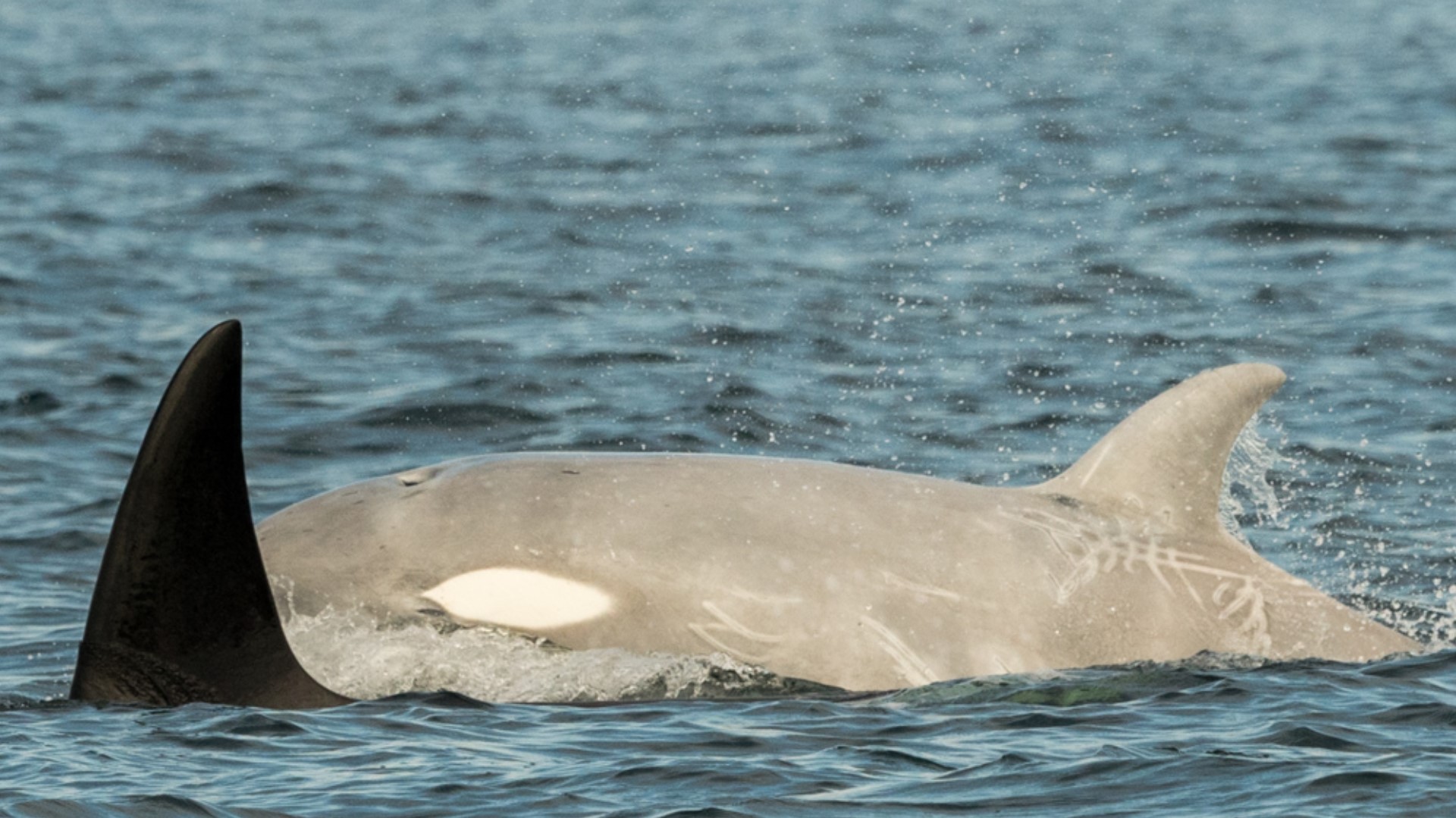 Rare white orca among dozens of whales spotted in Puget Sound this ...