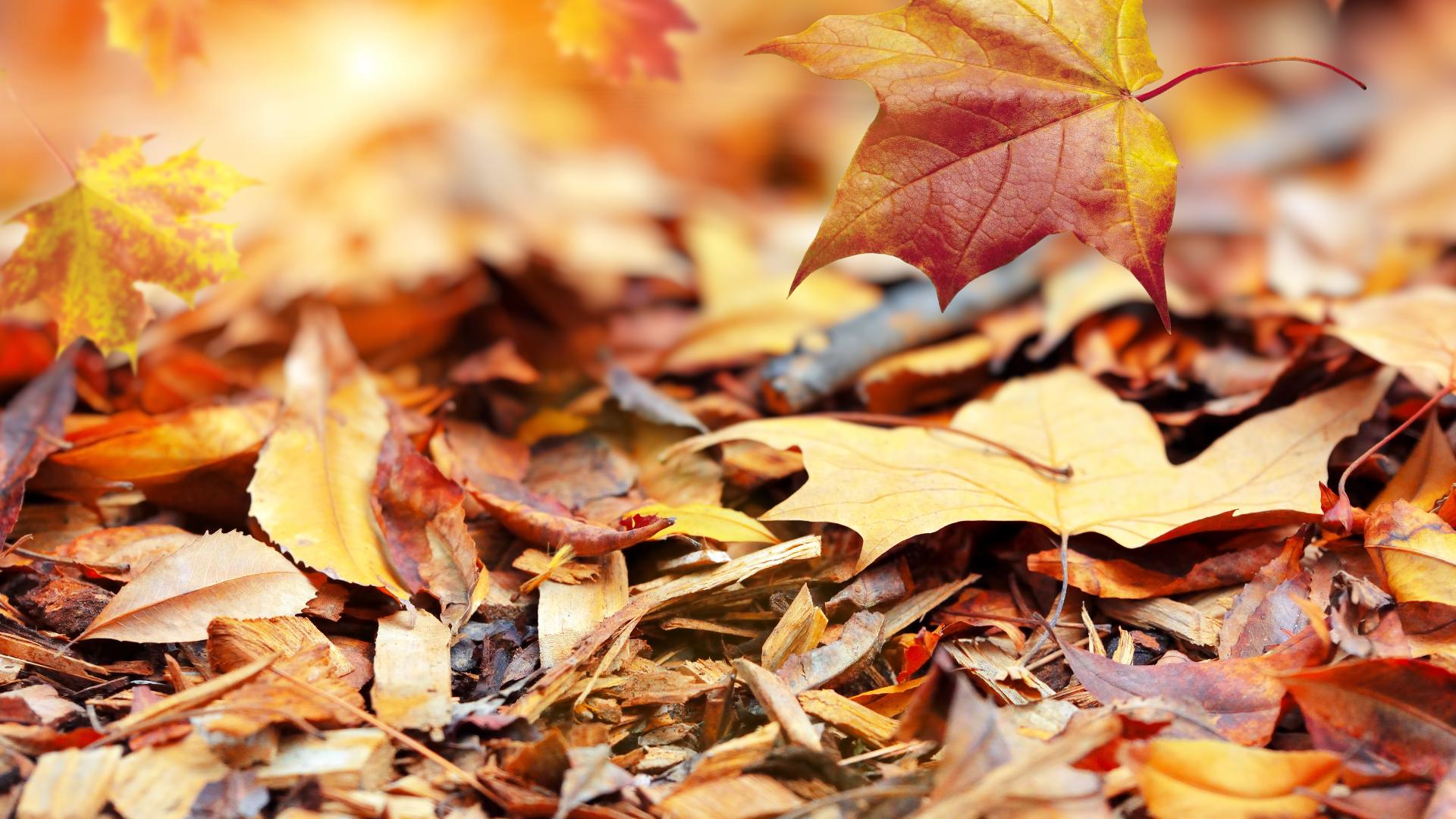 Here are 22 National Field Day events to do with common household items ...