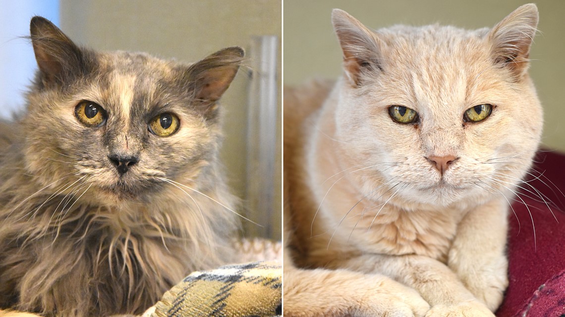 Petline 9: Senior cats Grizz and Spider need a forever home | 9news.com