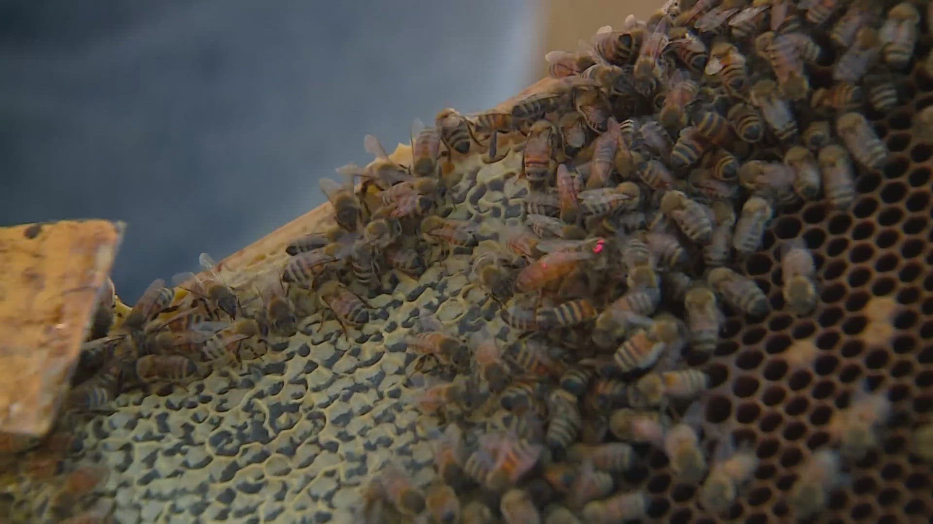 Colorado beekeepers worried about rising colony losses | 9news.com