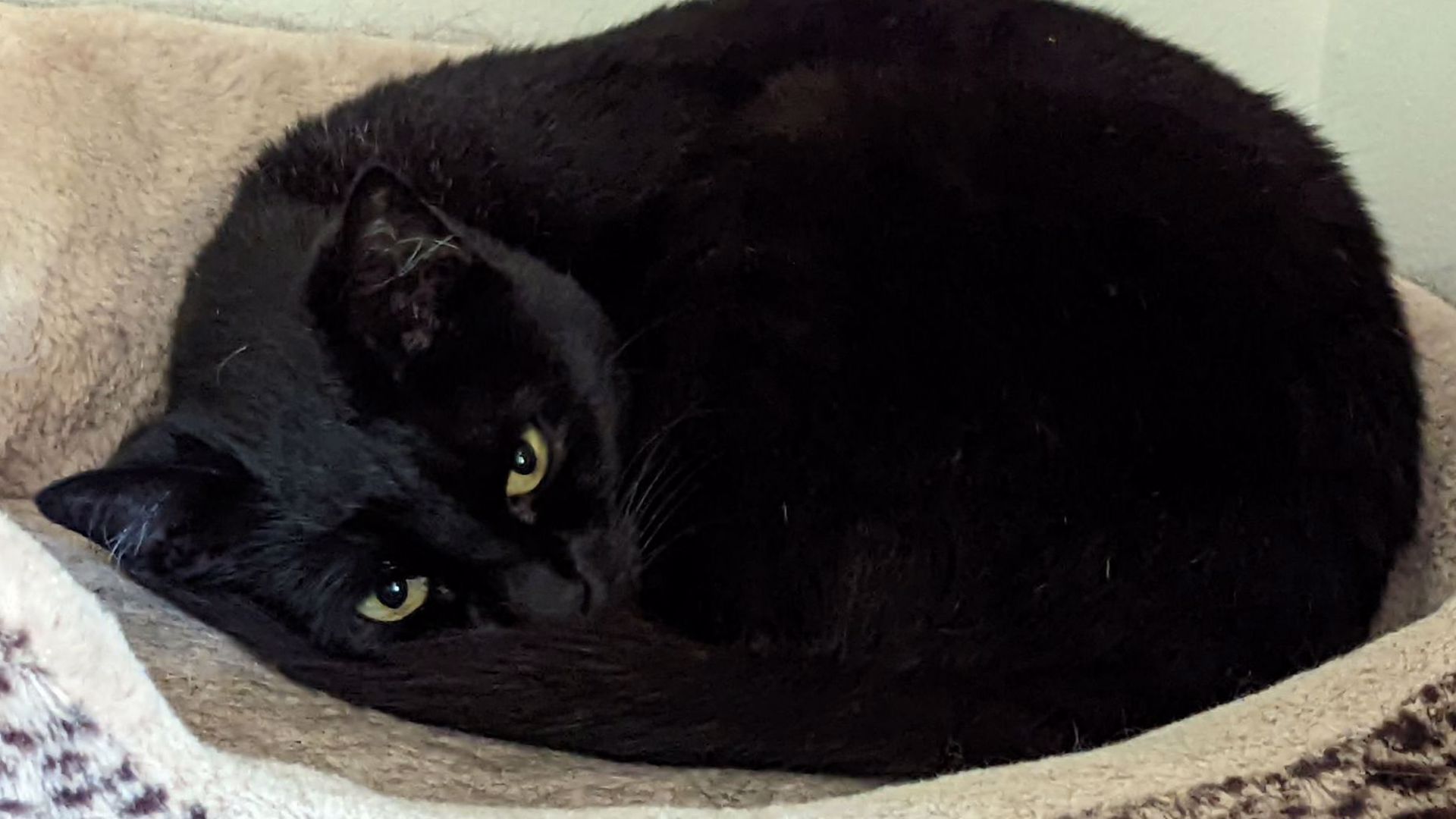 Aurora Animal Shelter seeks help after high number of surrenders ...