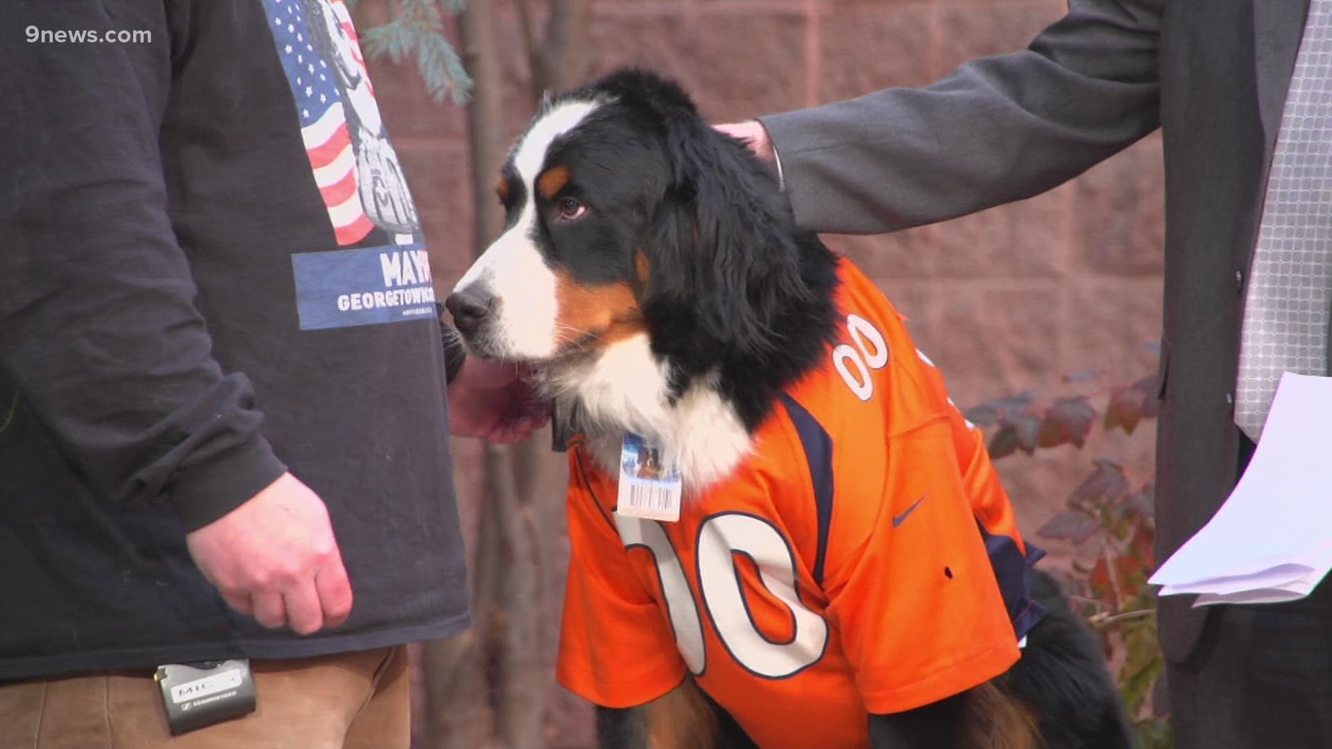 Parker the Snow Dog, a beloved Colorado mascot, passes away in car ...