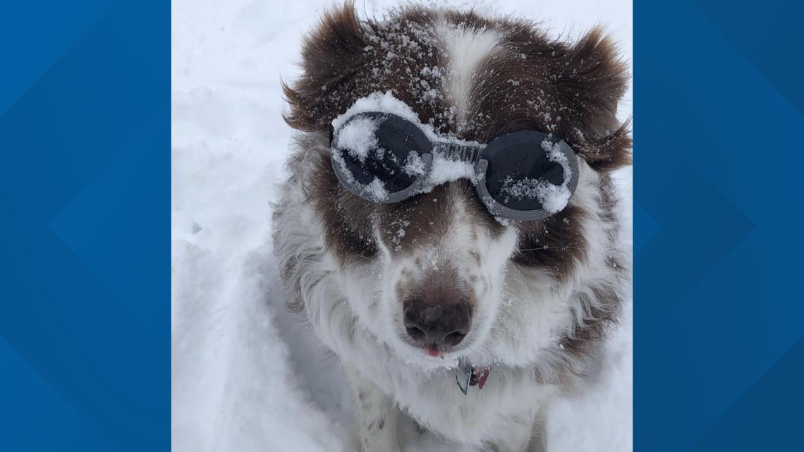 PHOTOS: Pets in the snow | 9news.com