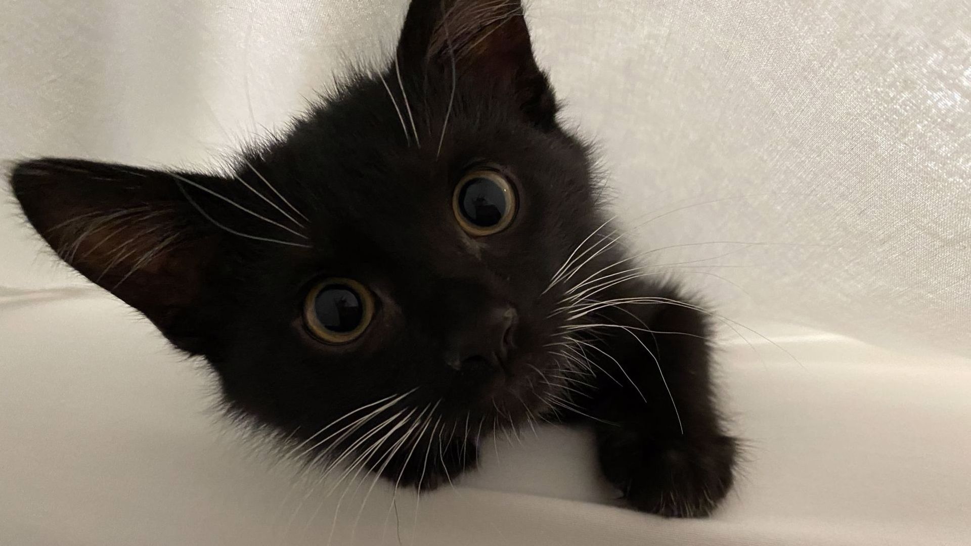 National Black Cat Day 2022: Where to share your pet photos today ...