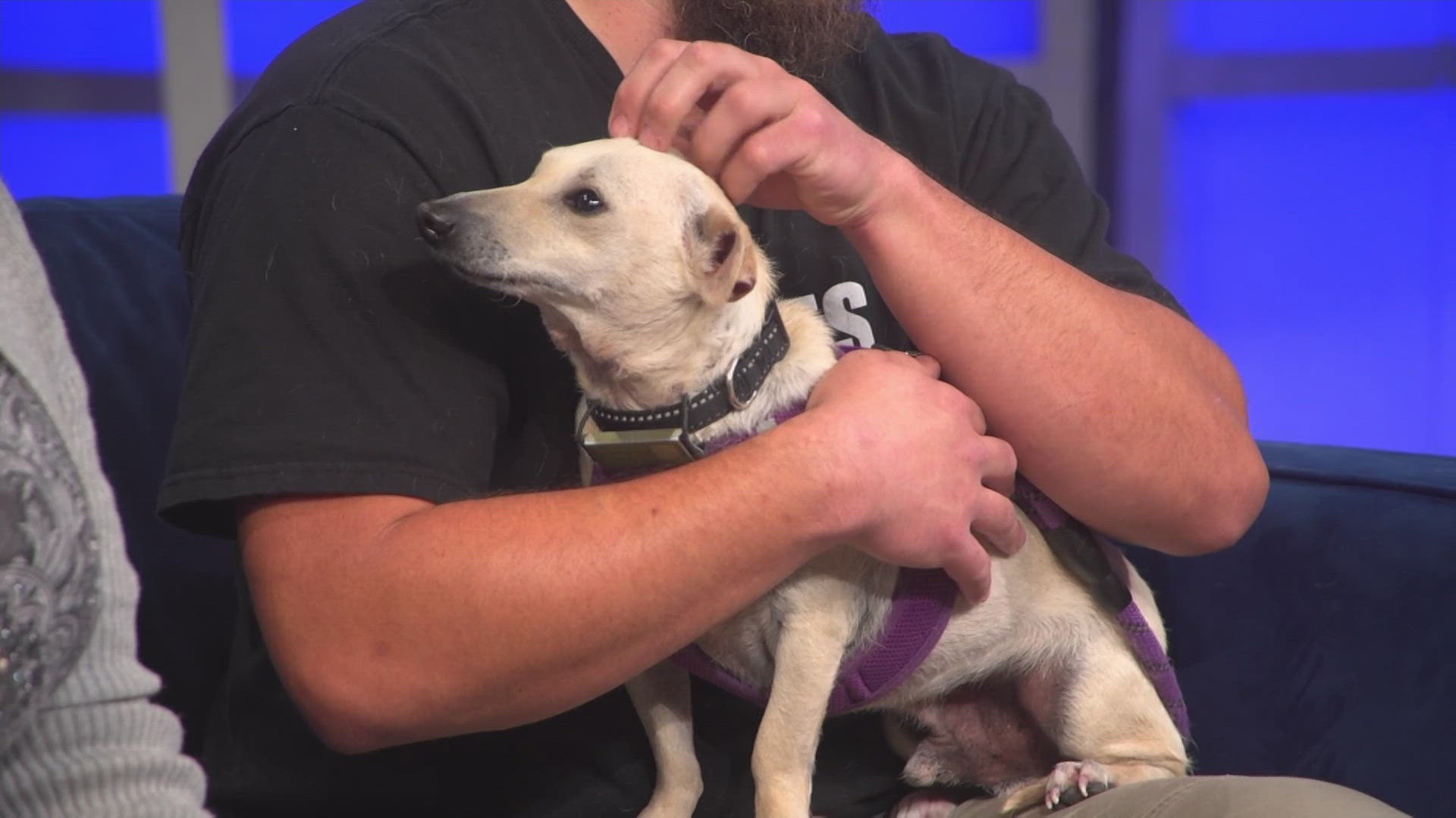 Milo, a rescue dog from Tijuana, seeks a home in Colorado | 9news.com