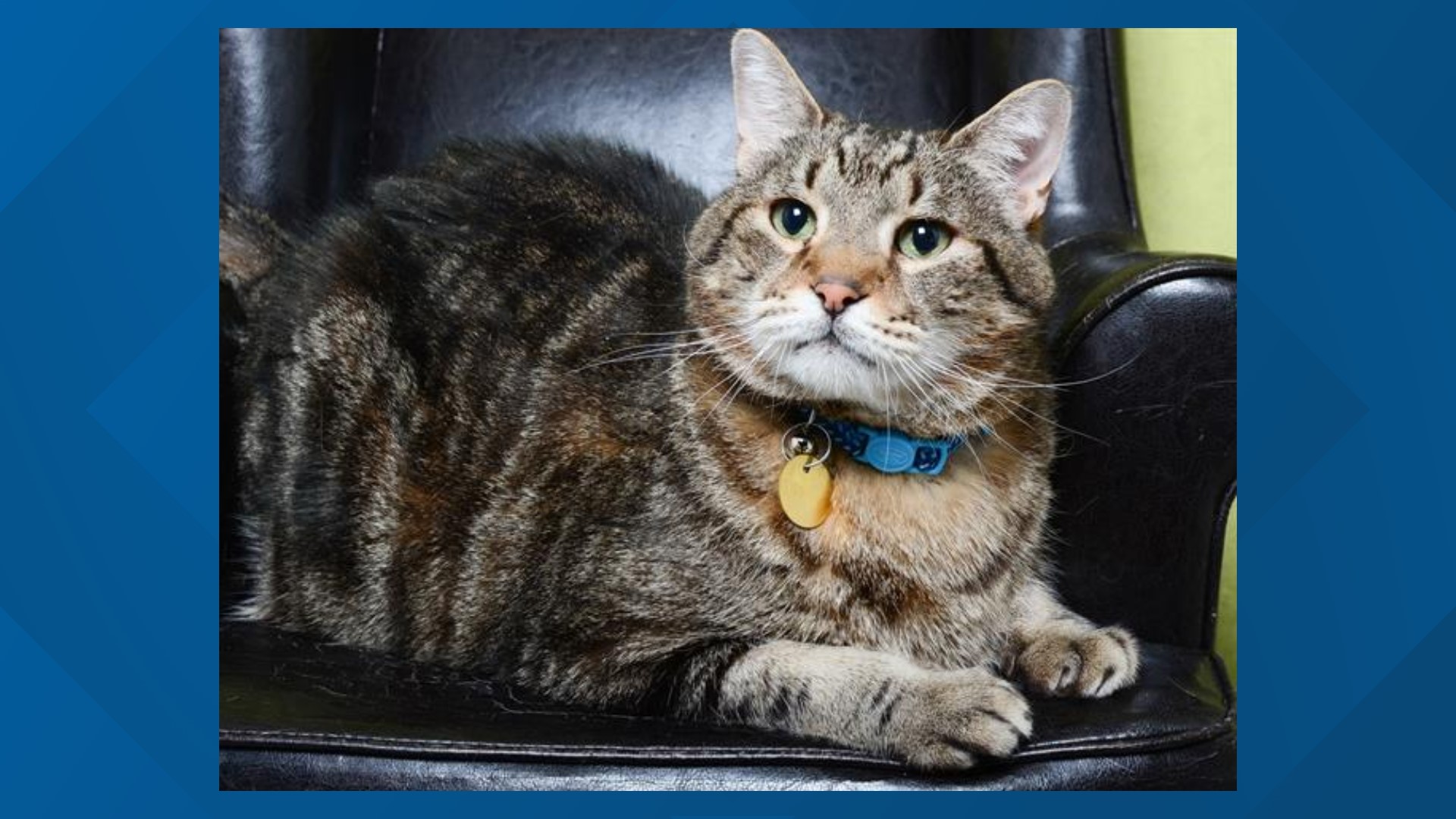 Dumb Friends League offering $10 cat adoption fees | 9news.com