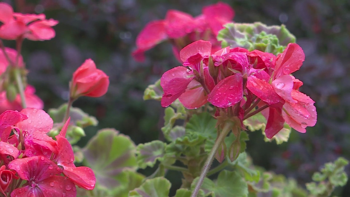Rob Proctor's tips for managing weeds, planting safely after rains ...