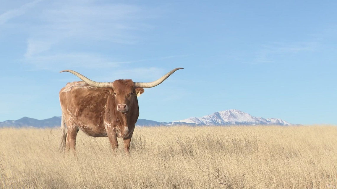 Meet the Texas longhorns that lead the National Western Stock Show ...