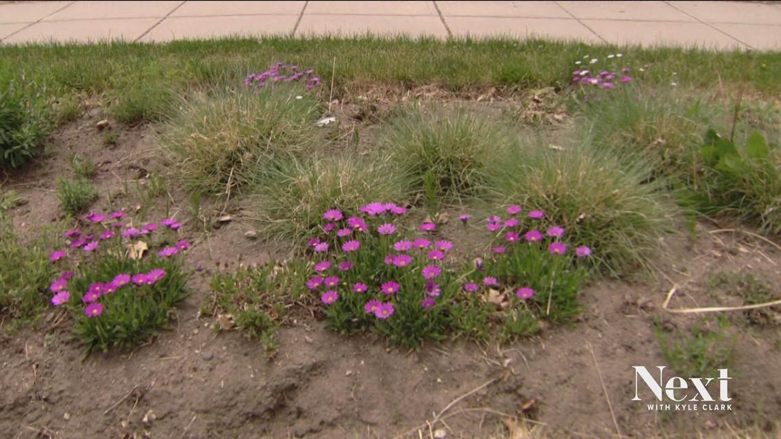 Denver parks are looking frumpy, but crews are working on it | 9news.com