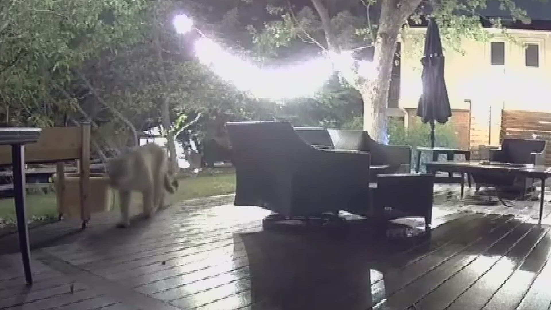 Beloved black rhino Rudy euthanized after chronic health conditions ...