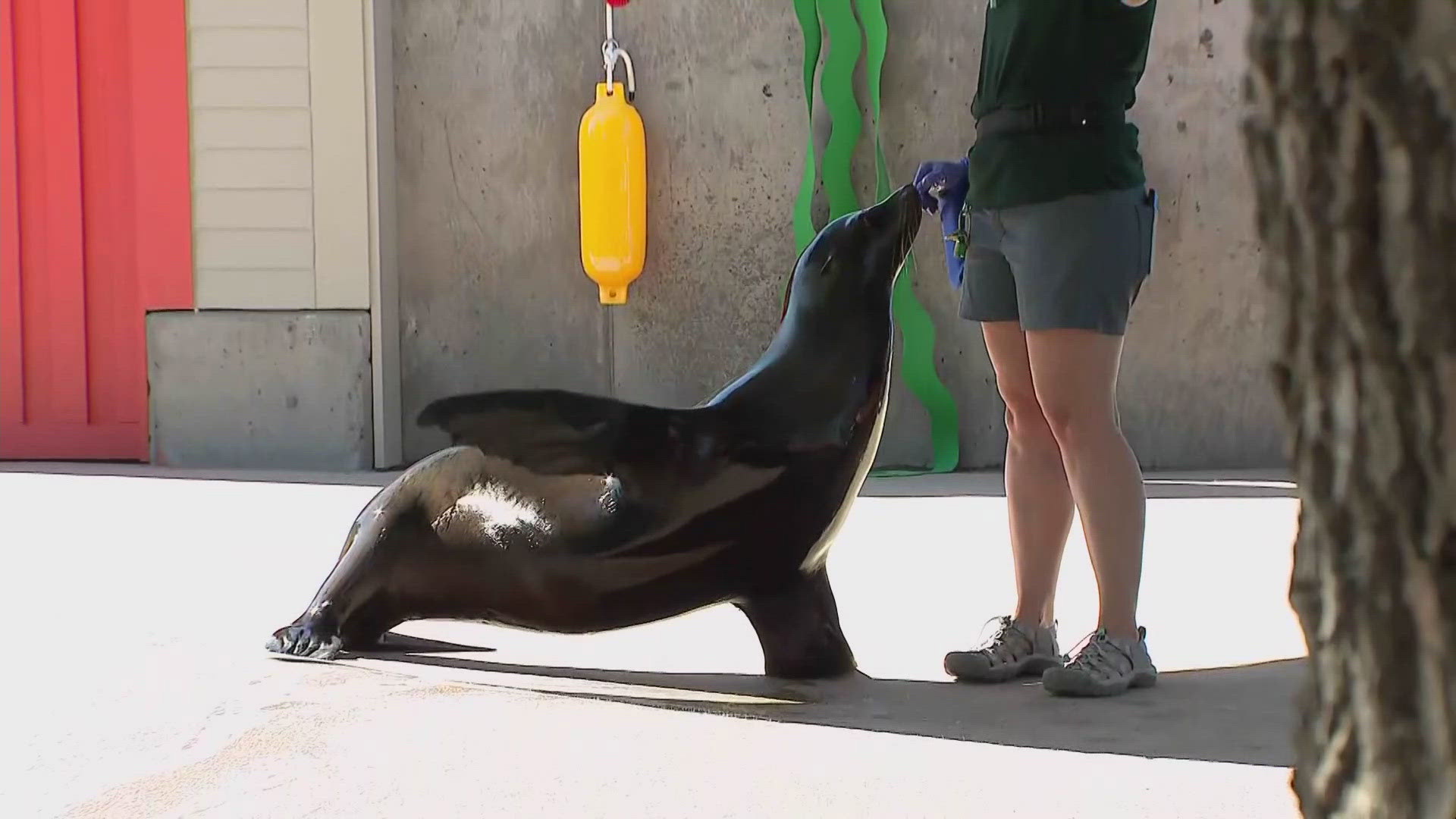 Denver Zoo sea lions return to new habitat | 9news.com