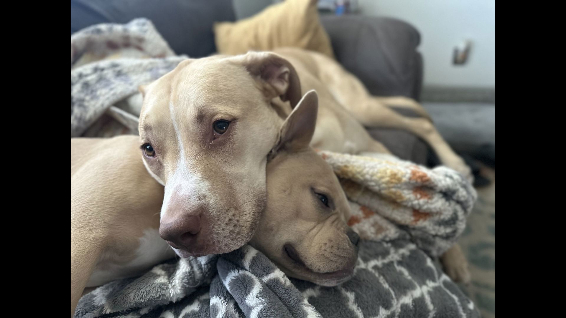 National Mutt Day 2023: Colorado shares its dog photos on 9NEWS | 9news.com