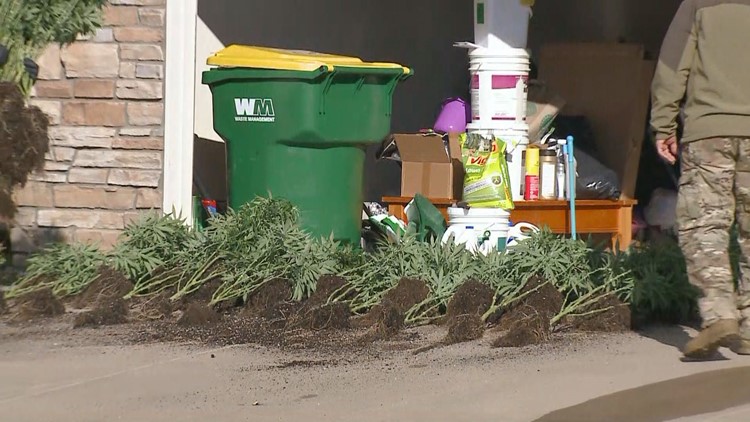 DEA conducting pot raids across south metro area | 9news.com