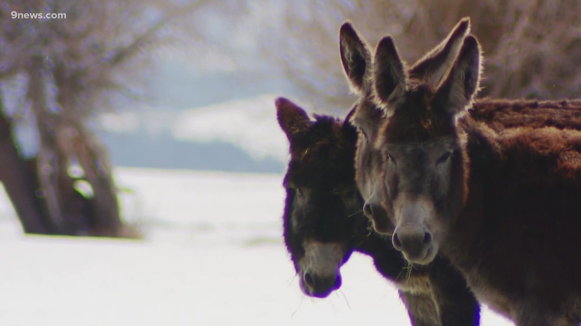 Guard donkeys sent to protect Northern Colorado cow herd from wolves ...