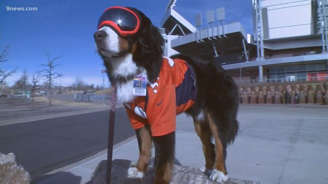 Parker the Snow Dog, a beloved Colorado mascot, passes away in car ...