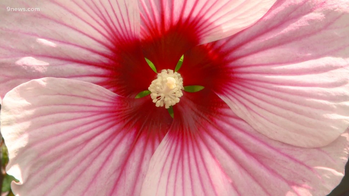 Great late bloomers: Proctor's Garden | 9news.com