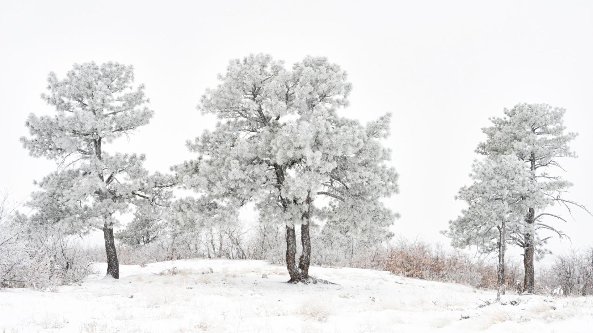 Colorado snow totals: How much fell Feb. 10-12 snowstorm in Denver metro area | 9news.com