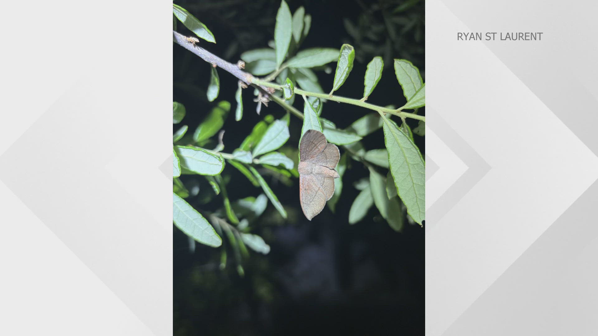 CU researcher discovers rare moth species isn't extinct | 9news.com