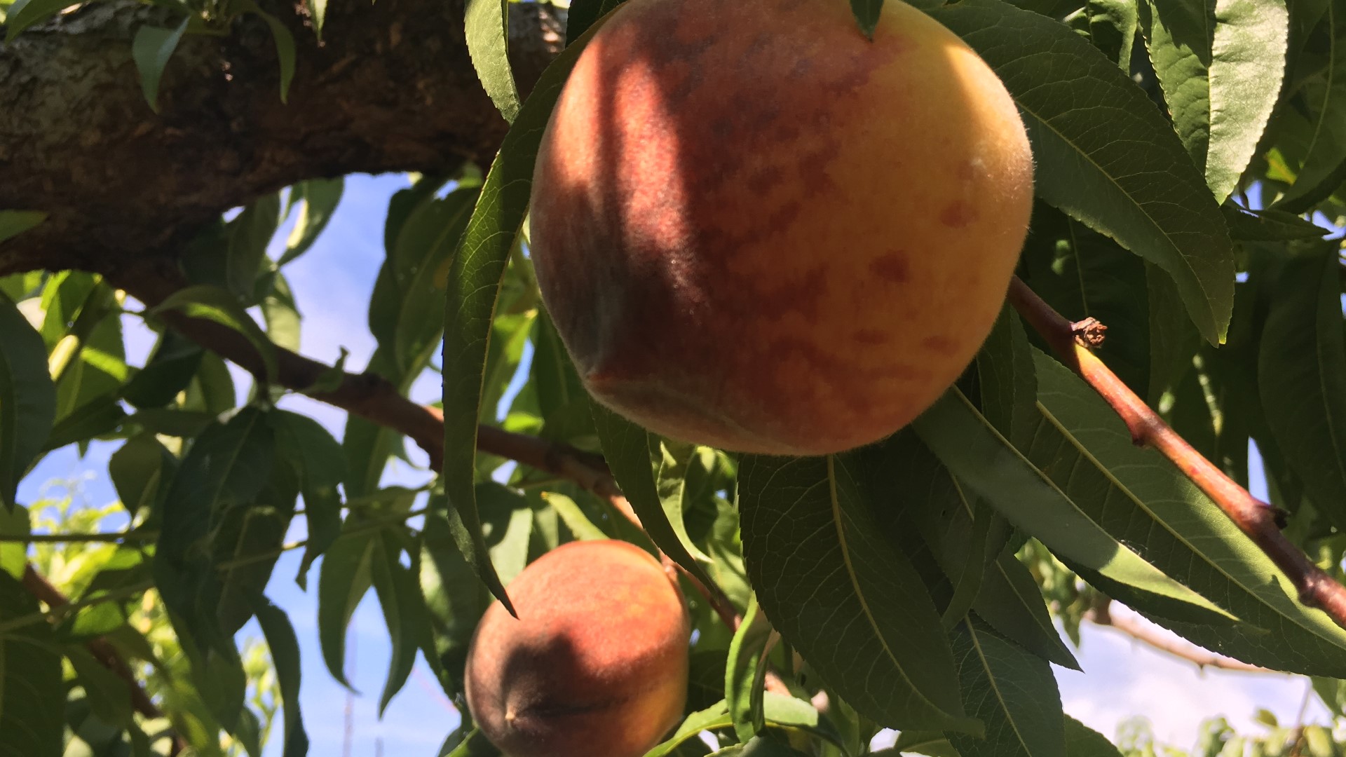 Palisade peach fans will have to wait a little longer this year | 9news.com