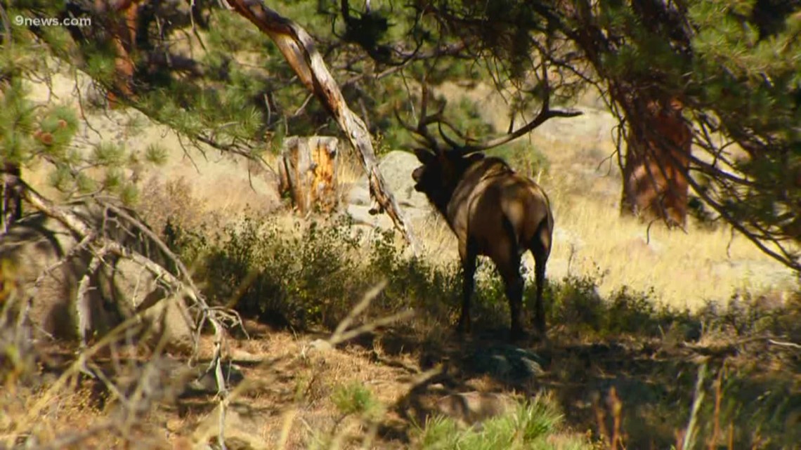 It's elk rut season in Rocky Mountain National Park. Here's what you ...