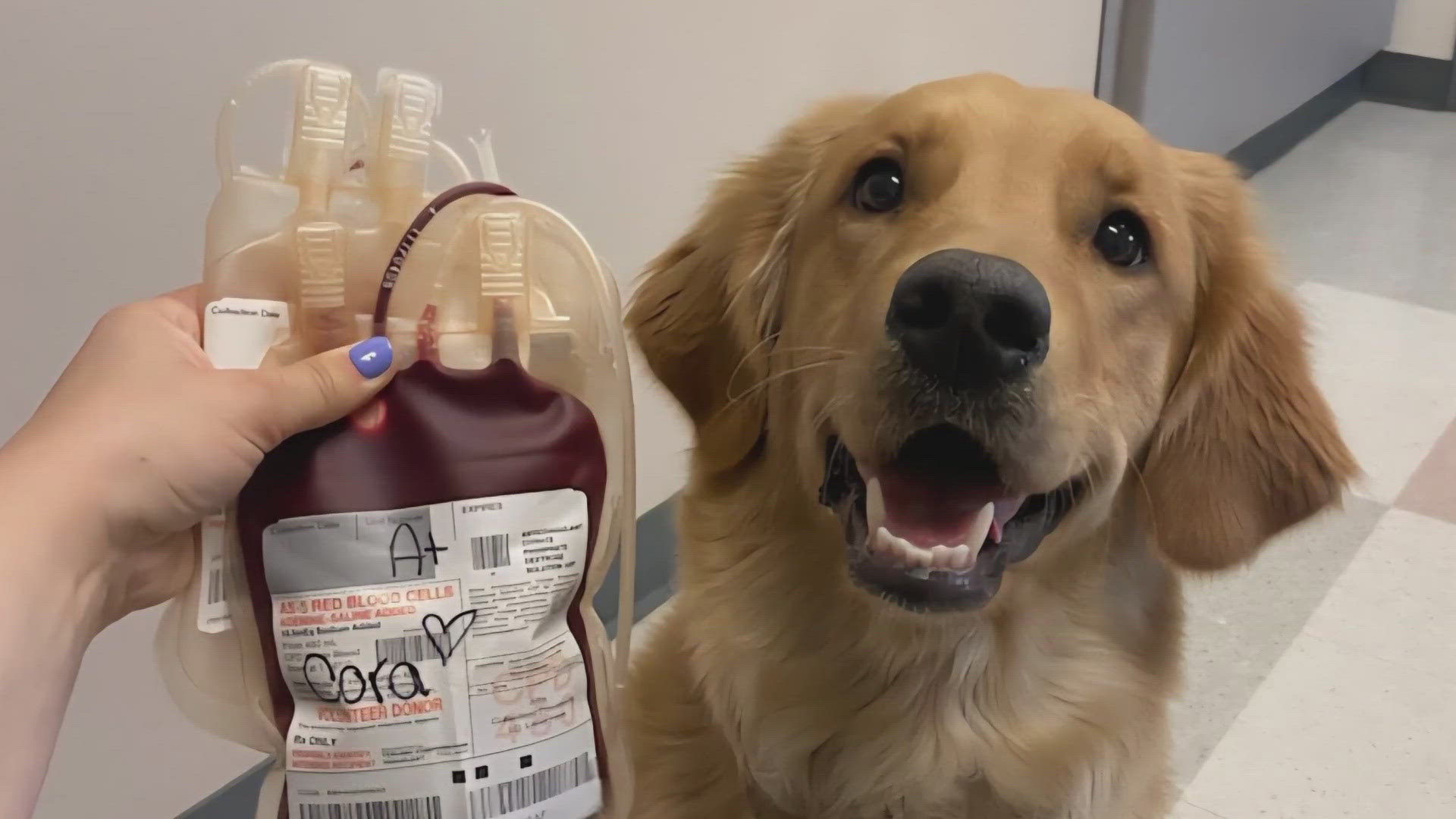 CSU vet tech and her dog donate blood to help others | 9news.com