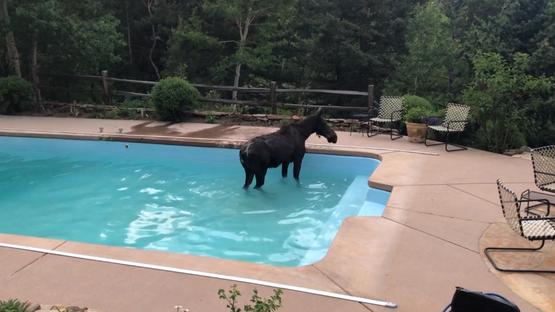 PHOTOS | Moose sighted around Colorado | 9news.com