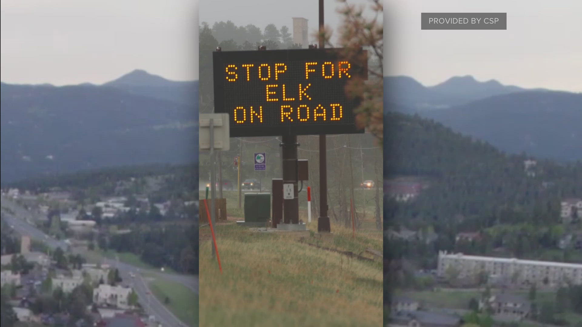 Watch out for elk on roads as calving season ramps up | 9news.com