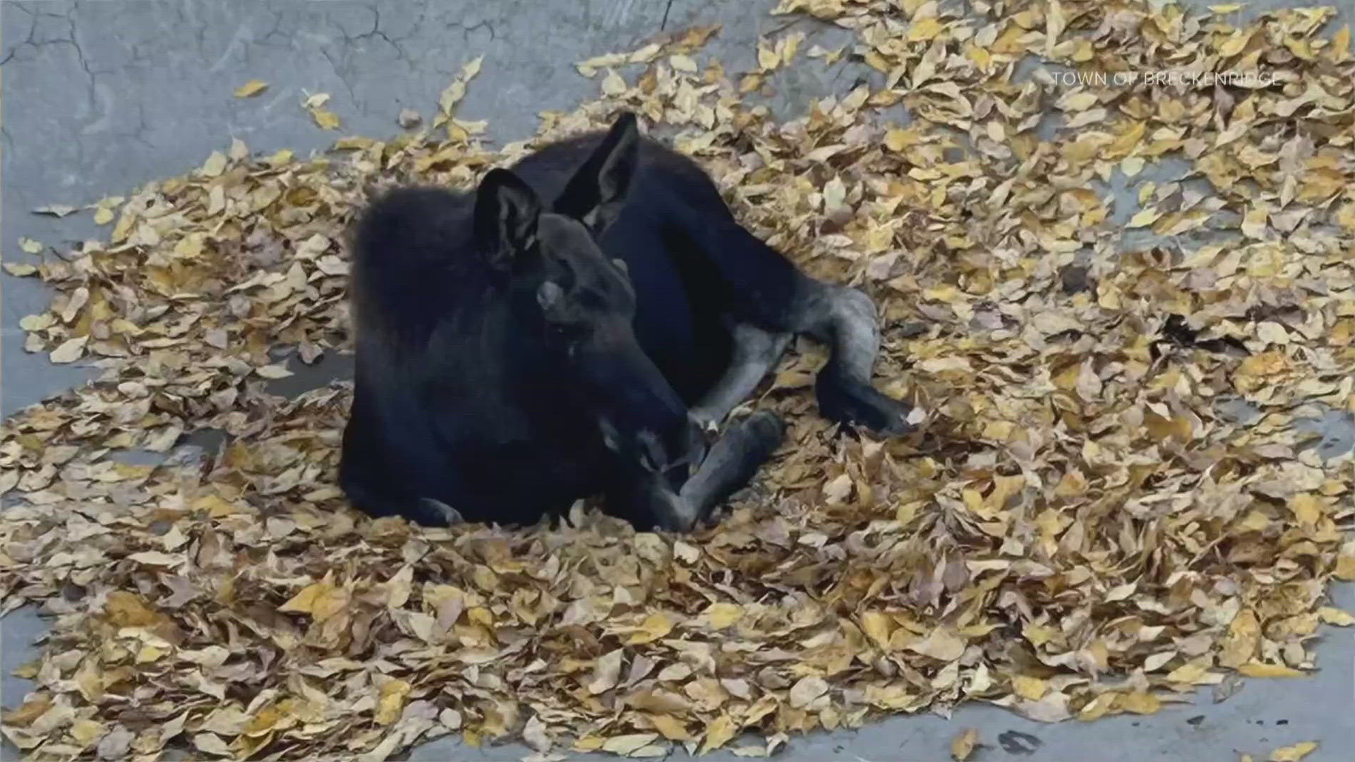 Moose calf rescued from Breckenridge Skatepark bowl | 9news.com